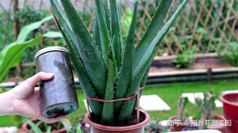 芦荟真好养长了3米高长成芦荟大树叶子太厚吃不完 知乎