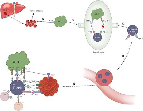 Frontiers Pd 1 Pd L1 Checkpoint Inhibitors In Advanced Hepatocellular