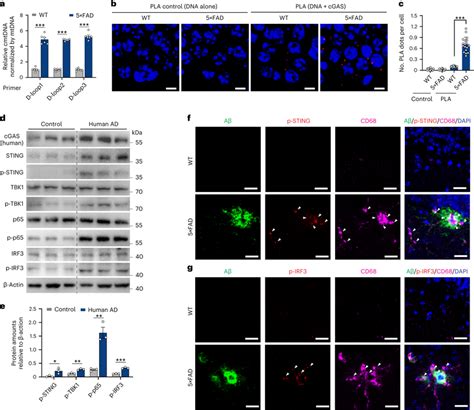 Cgas Sting Pathway Is Activated In Brains During Ad And Aging A
