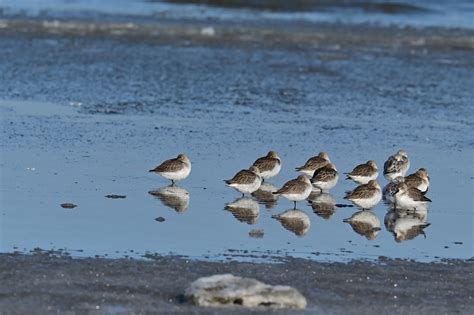 Dunlin Birds Coast Free Photo On Pixabay