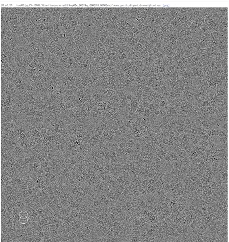 Cryosparc转relion进阶流程4 Single Particle Sp中国