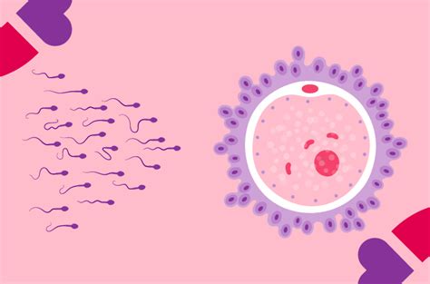 Mengenal Gamet Sel Yang Dibentuk Untuk Reproduksi