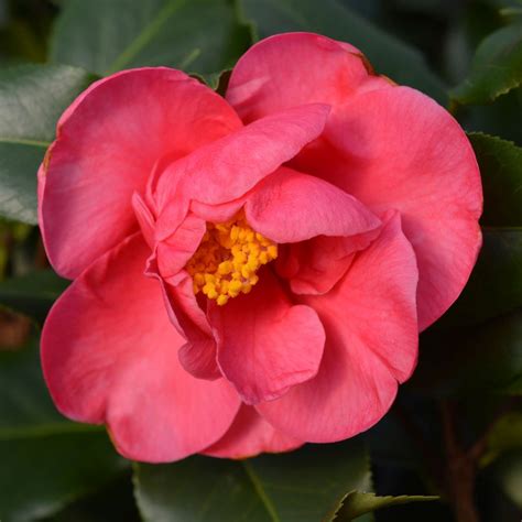 Camellia japonica 'Doctor King' 10L - Coolings Garden Centre