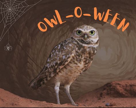 Owl O Ween