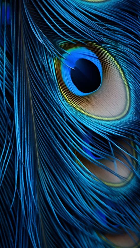 Vibrant Peacock Feathers