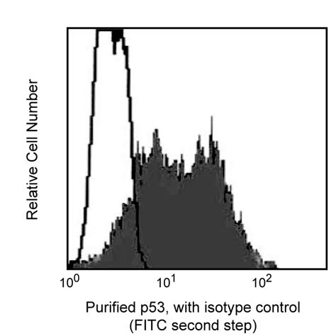Purified Mouse Anti Human P53