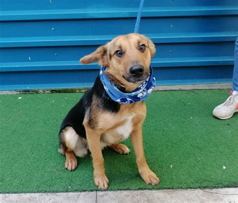 Darling Dora • Cape Of Good Hope Spca