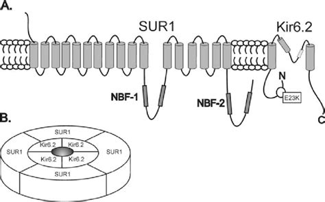 A Schematic Representation Of K ATP Channel Subunits SUR1 And Kir6 2