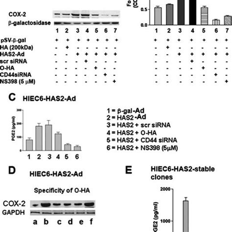 Endogenous Ha And Cd44 Regulate Cox2 Expression In Hca7 Colon Cancer