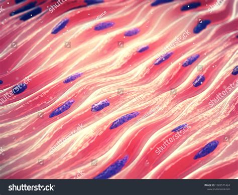 Myocytes Type Cells Found Muscle Tissue Stock Illustration 1583571424