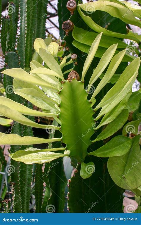 Euphorbia Trigona The African Milk Tree Cathedral Cactus Or