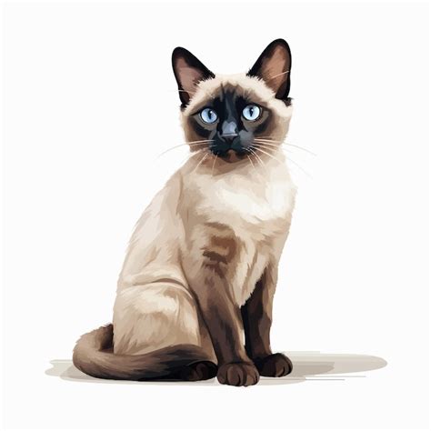Premium Vector Full Body Siamese Cat Illustration