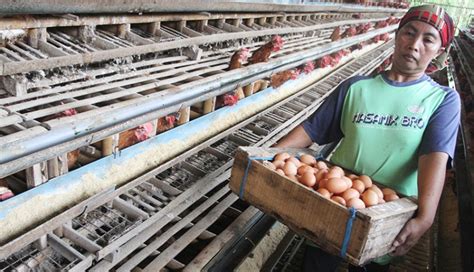 NUSABALI Distribusi Tak Normal Harga Telur Mahal
