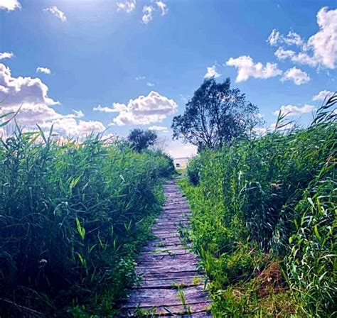 Wu Wei Philosophy Virily
