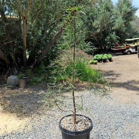 Queensland Bottle Tree Brachychiton Rupestris Brachychiton