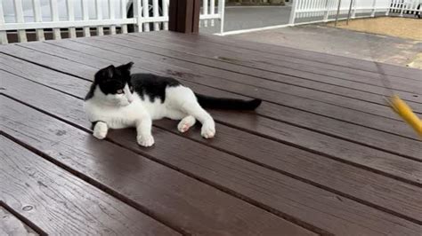 궁금한거 있어 냐옹이랑 놀아주고 엘레베이터 타는거 극혐이야 아파트 단지에서 사는 냐옹인데 내가 열심히 놀아주고 있었거든