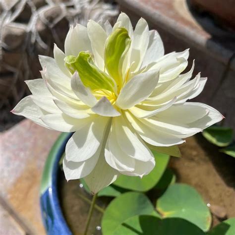 夏天大水缸里種睡蓮碗蓮日常應該如何養護 每日頭條