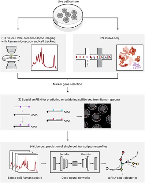 Raman RNA Advancing Single Cell Analysis With Nondestructive Imaging Medicine Innovates