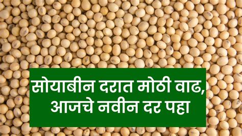 सोयाबीन दरात मोठी वाढ आजचे नवीन दर पहा Live Yojana24