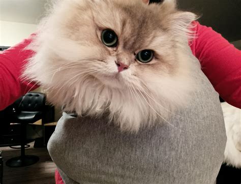 My Cat Wants Me To Hold Him All Day But My Boss Wants Me To Work So