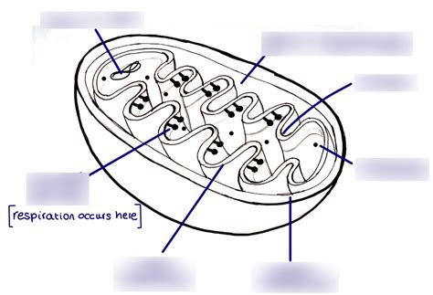Mitochondrion Diagram Quizlet