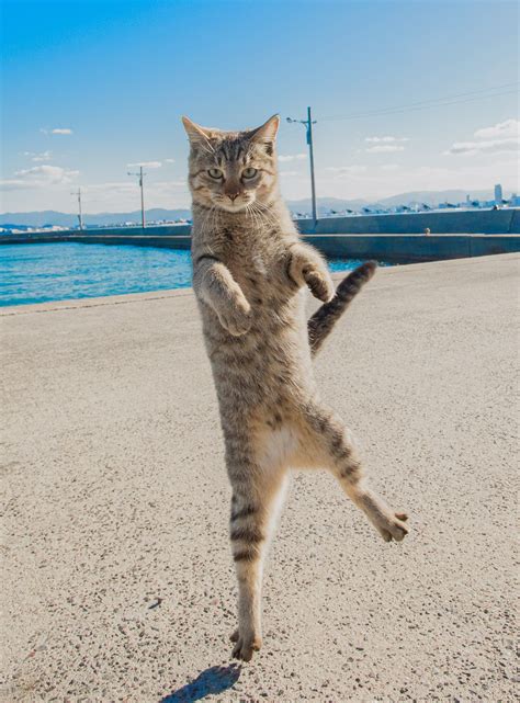 子供立ち猫 立ち猫 写真家 山本正義のポータルサイト 写真家 山本正義 Masayoshi Yamamoto