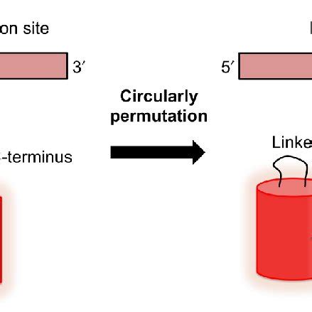 Schematic Presentation Of FP Circular Permutation At Both The DNA And