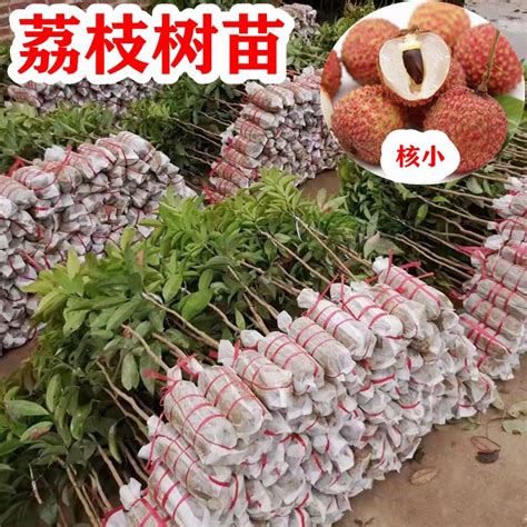 荔枝苗冰荔仙进奉桂味妃子笑糯米糍三月红鸡嘴无核荔枝嫁接高压苗虎窝淘