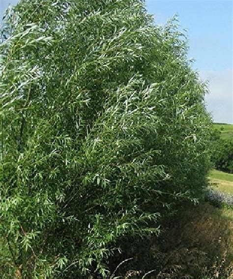Austree Hybrid Willow Trees Ready To 4 Plant Fast Growing Live Plants