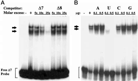 Electrophoretic Band Shift Analysis Of Truncated Ldh A 3 Utr Fragments