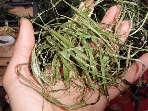 Singing Nettle String