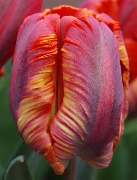 Garden Fool Cool April Hot Flowers