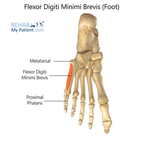 Extensor Digiti Minimi Foot