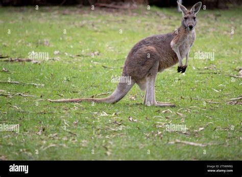 Male Red Kangaroos Have Red Brown Fur They Have Shortened Upper Limbs