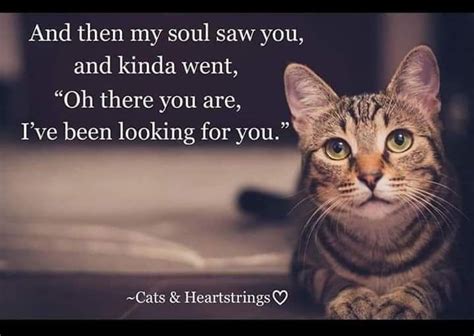 Adorable Cat Purr And Quotes