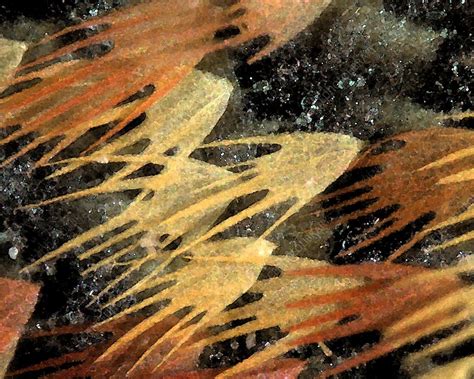 Moth Wing Scales Light Micrograph Stock Image C0369499 Science