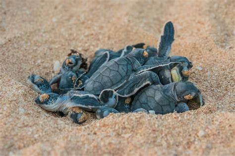 氣候暖化導致海龜陰多陽少 珊瑚海小島樹多助降溫 成族群生存希望 動物友善網