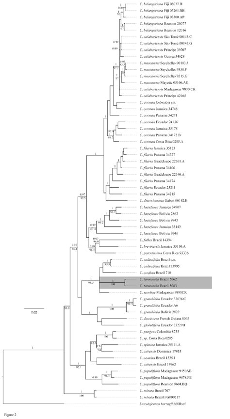 Majority Rule Consensus Tree From Bayesian Inference Of The Genus
