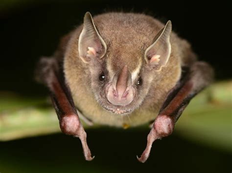 How Bats Lost Their Color Vision ELife Science Digests ELife