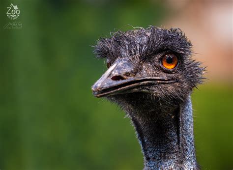 Emu HnĚdÝ Dromaius Novaehollandiae Zoonahradeckucz