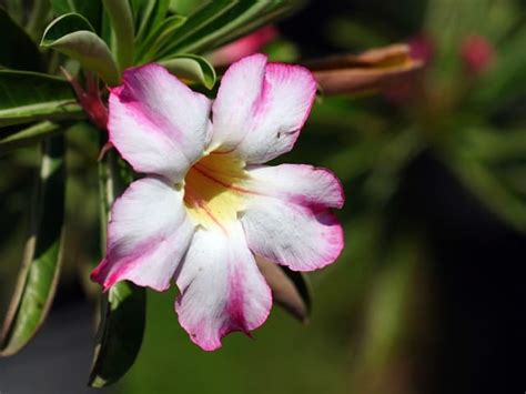 Adubo para Rosa do deserto o segredo para estimular sua floração