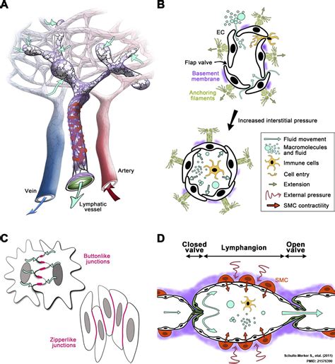 Cardiovascular System Lymphatic Development Embryology