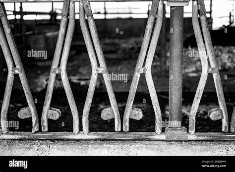 Row Of Stanchions In A Dairy Barn Made For Cattle To Eat Through And