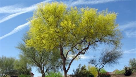 Best Shade Trees For Arizona That Can Tolerate Drought Best Shade Trees For Arizona That Can Tolerate Drought