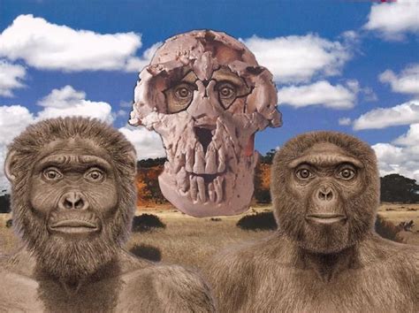 Ardipithecus Evolución Humana Haile Selassie Prehistoria