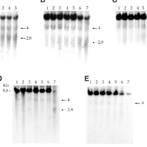 Dnase I Sensitivity Of The H19 Gene Dnase I Sensitivity Was Analyzed Download Scientific