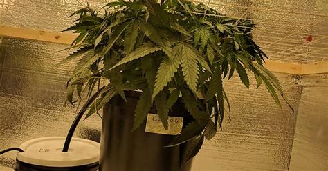 4 Different Plants Under One Scrog When Would You Flip Album On Imgur