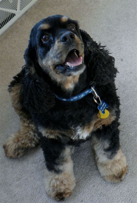 123 Best Images About Black And Tan Cocker Spaniels On Pinterest