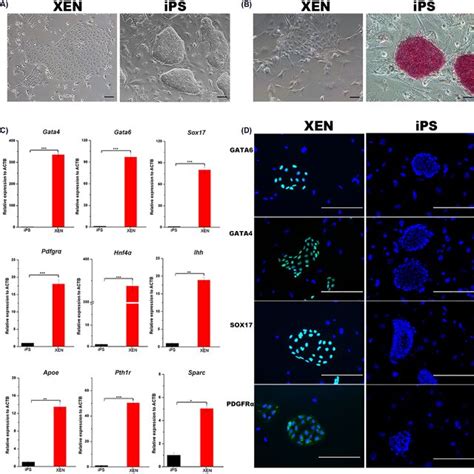 Derivation And Characterization Of Porcine Extraembryonic Endoderm Download Scientific Diagram