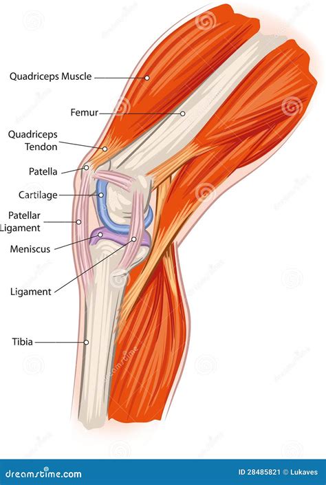 Anatomía de la rodilla ilustración del vector Ilustración de menisco